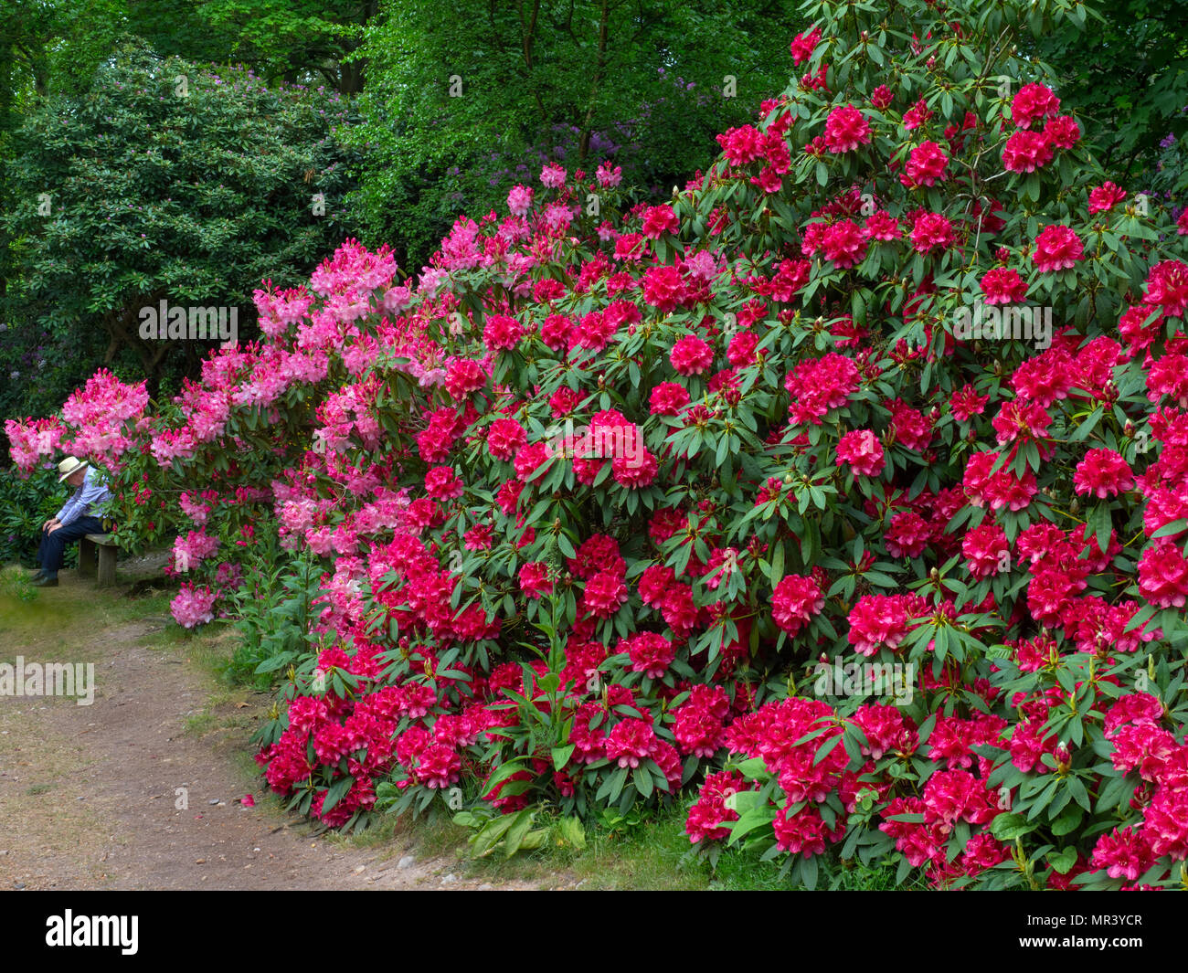 Mature rhododendrons hi-res stock photography and images - Alamy