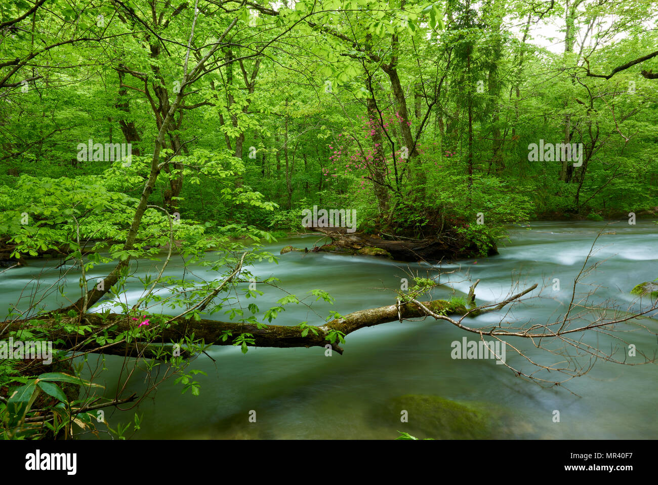Oirase Keiryu Stream in Towada National Park, Japan. The stream walk is ...