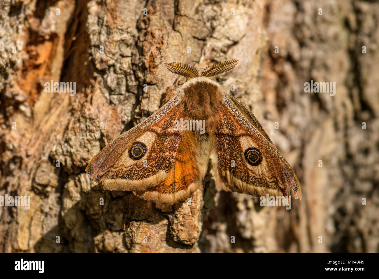 Emperor Moth - Saturnia pavonia, beautiful moth from Europe, Czech ...