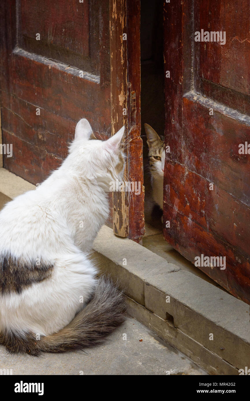 Cats look at each other at the door of house in Baku. Azerbaijan Stock ...