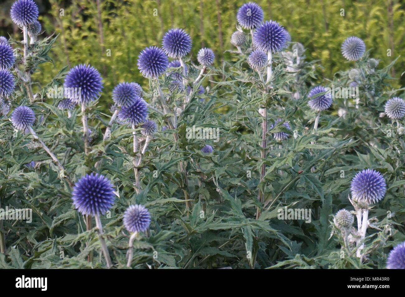 Echinops veitch's blue Stock Photo - Alamy