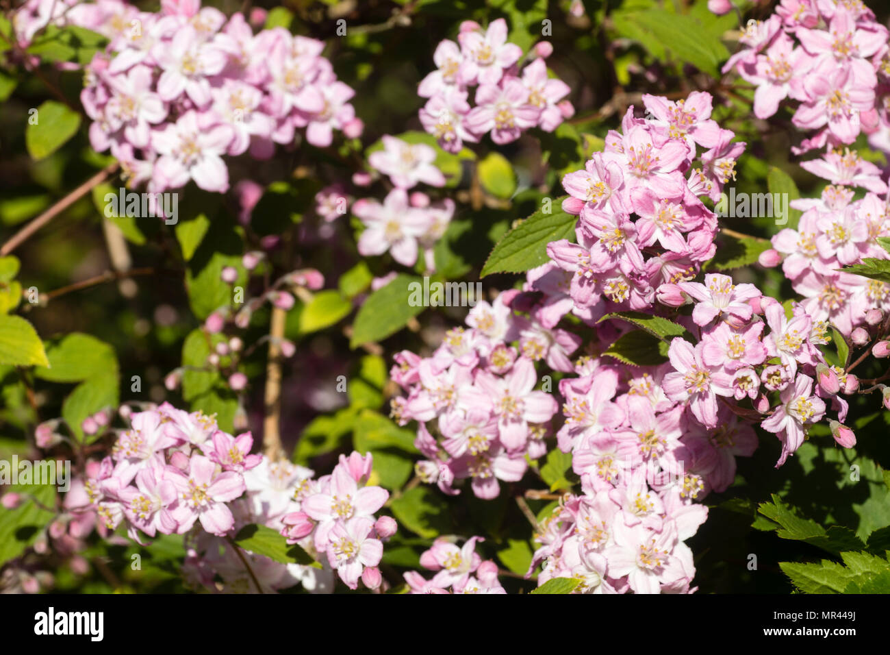 Pink, early summer flowers of the profuse blooming hardy shrub, Deutzia ...