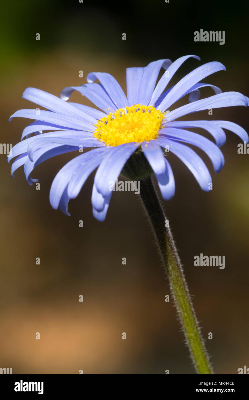 Single Blue Daisy Flower