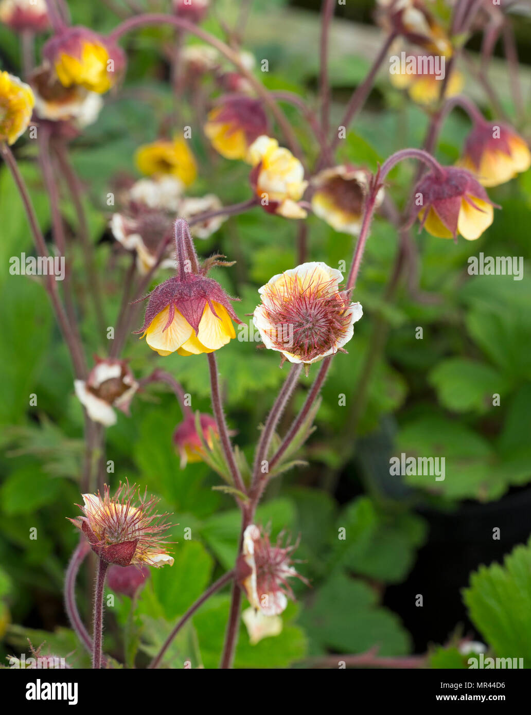 Geum 'Poco' Other names Avens 'Poco' Stock Photo - Alamy