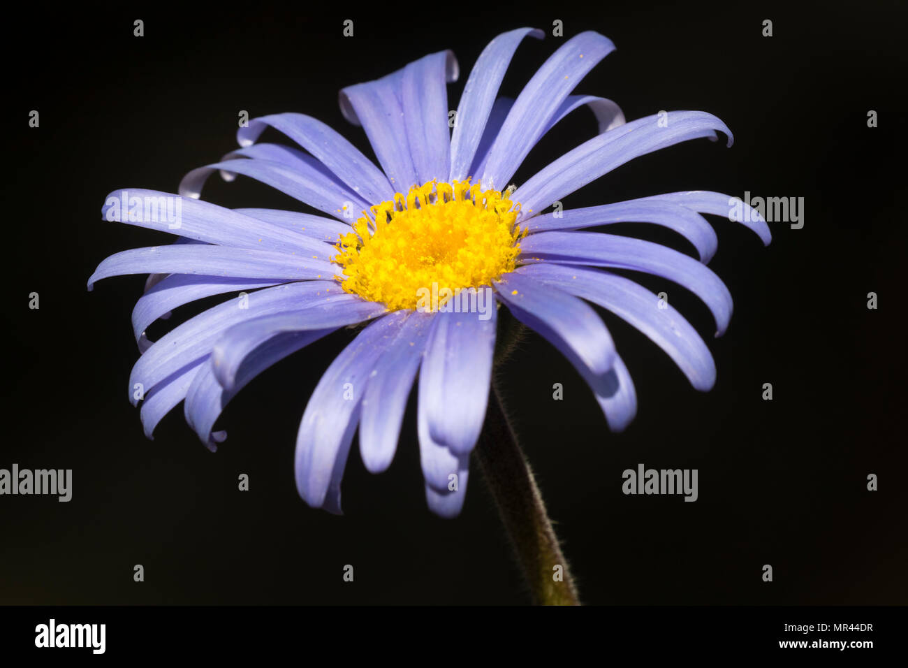 Felicia rosulata hi-res stock photography and images - Alamy
