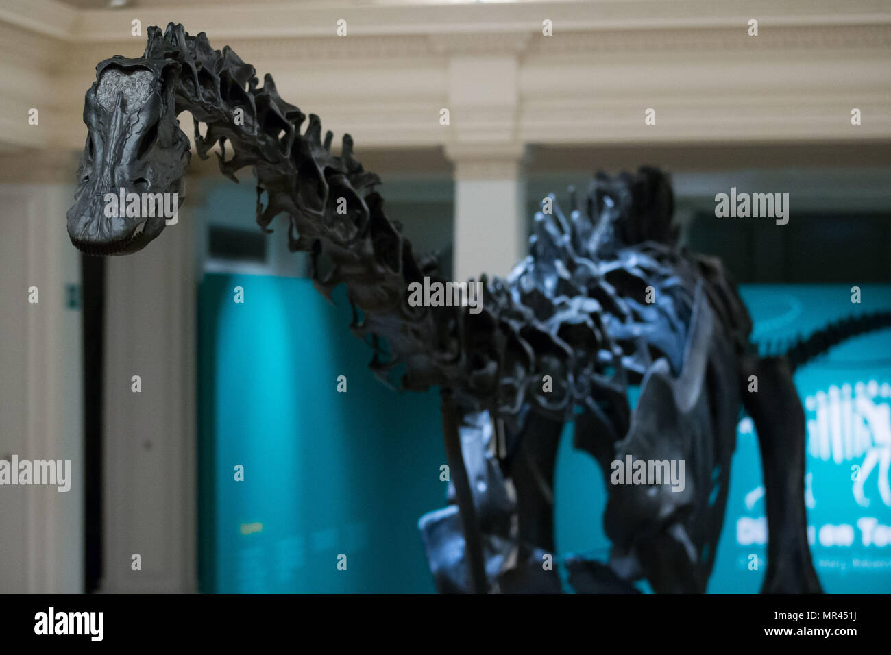 Dippy, The Natural History Museum's Diplodocus skeleton cast is ...