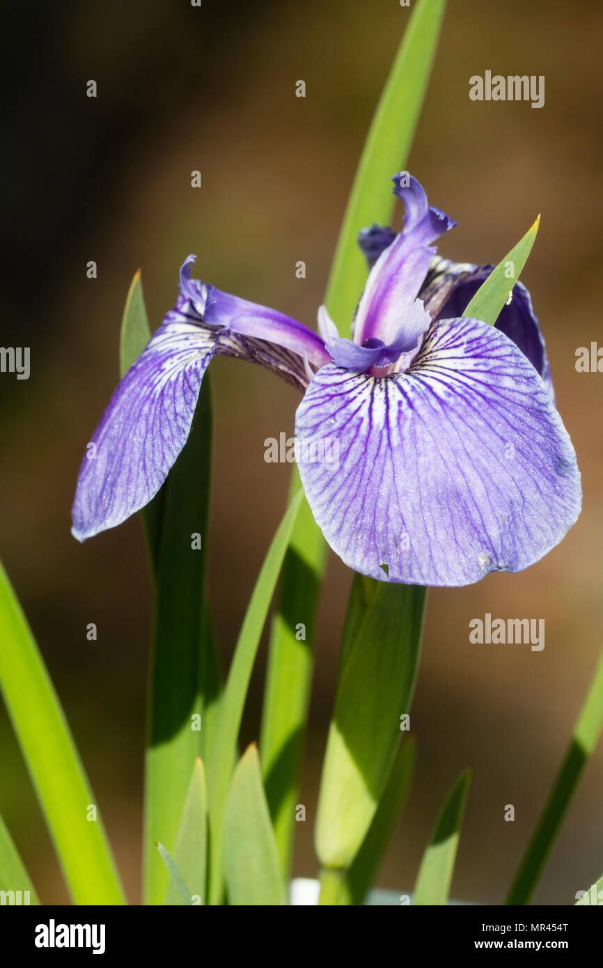 Blue, early summer flower of the beach head iris, Iris hookeri, a hardy ...