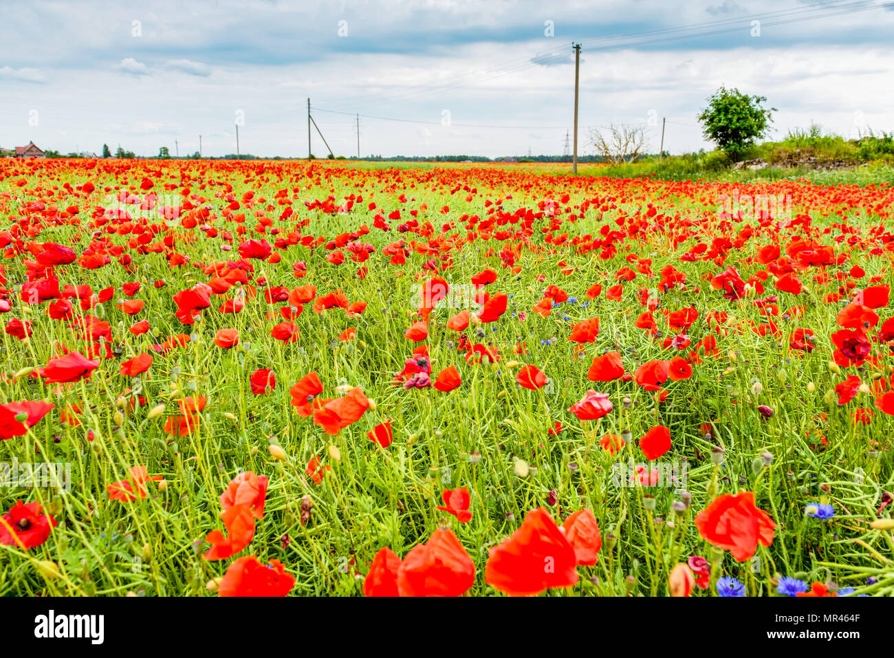 Field with red papavers Stock Photo - Alamy