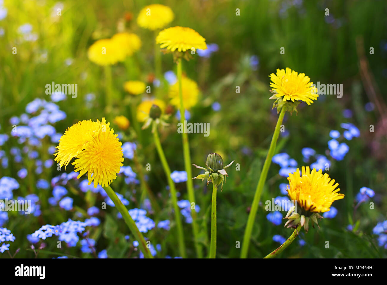 Yellow headed flowers hi-res stock photography and images - Alamy