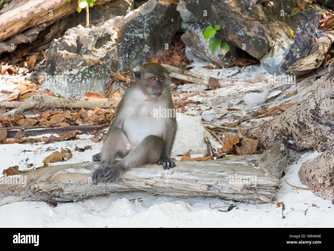 Monkey beach hi-res stock photography and images - Alamy