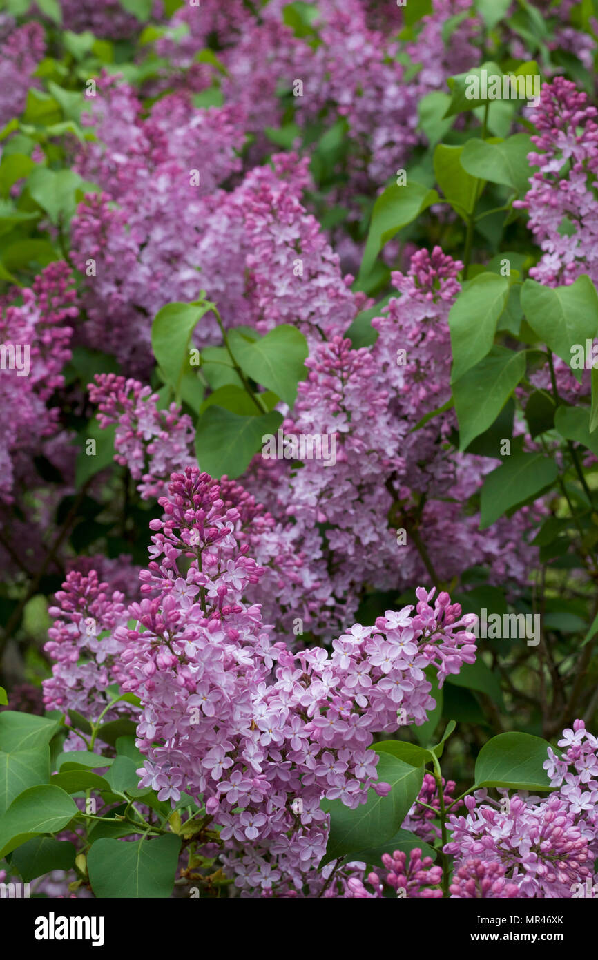 Persian lilac syringa persica hi-res stock photography and images - Alamy