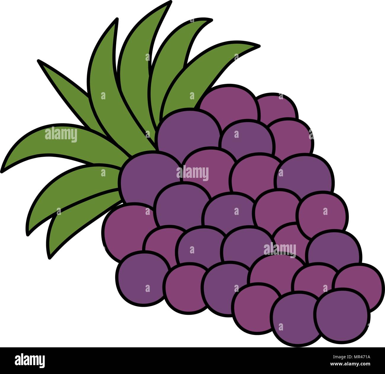 fresh grapes fruits icon Stock Vector Image & Art - Alamy
