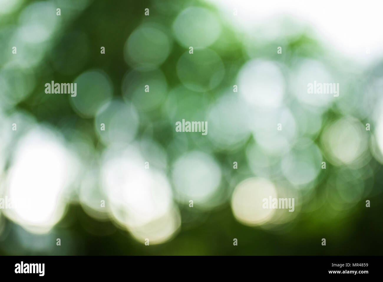 green bokeh. bokeh from tree. blurred tree and bokeh tree. Blurred park ...