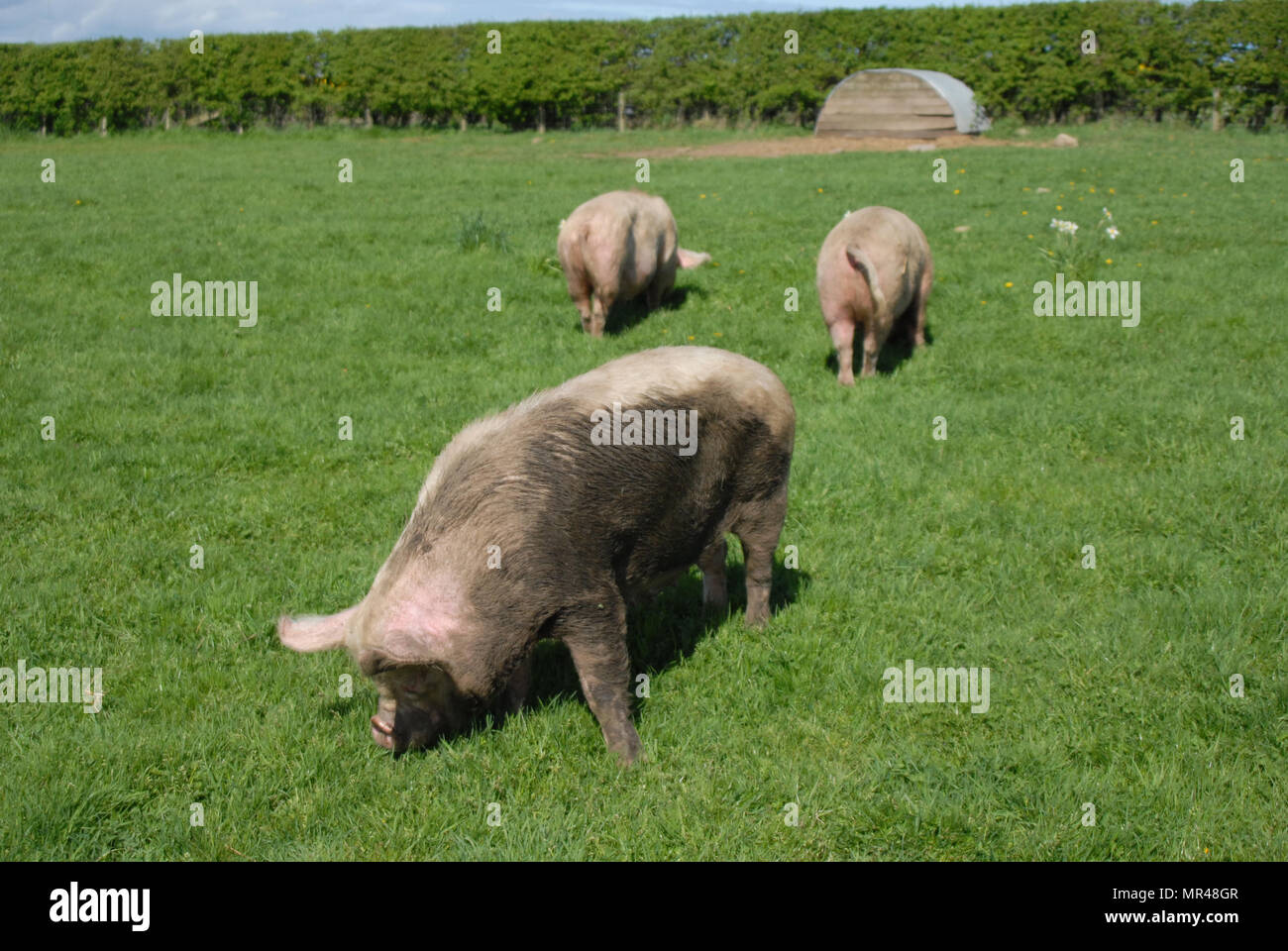 Cross Breed Pig High Resolution Stock Photography and Images - Alamy