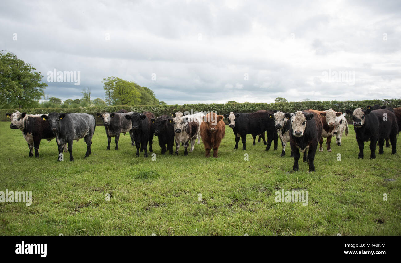 Traditional beef finishing cattle grazing in north Cumbria Stock Photo ...