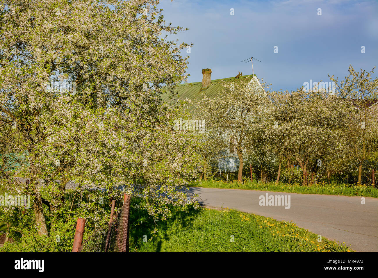 Flowering cherry trees in the village of Ust-Izhora Leningrad region ...