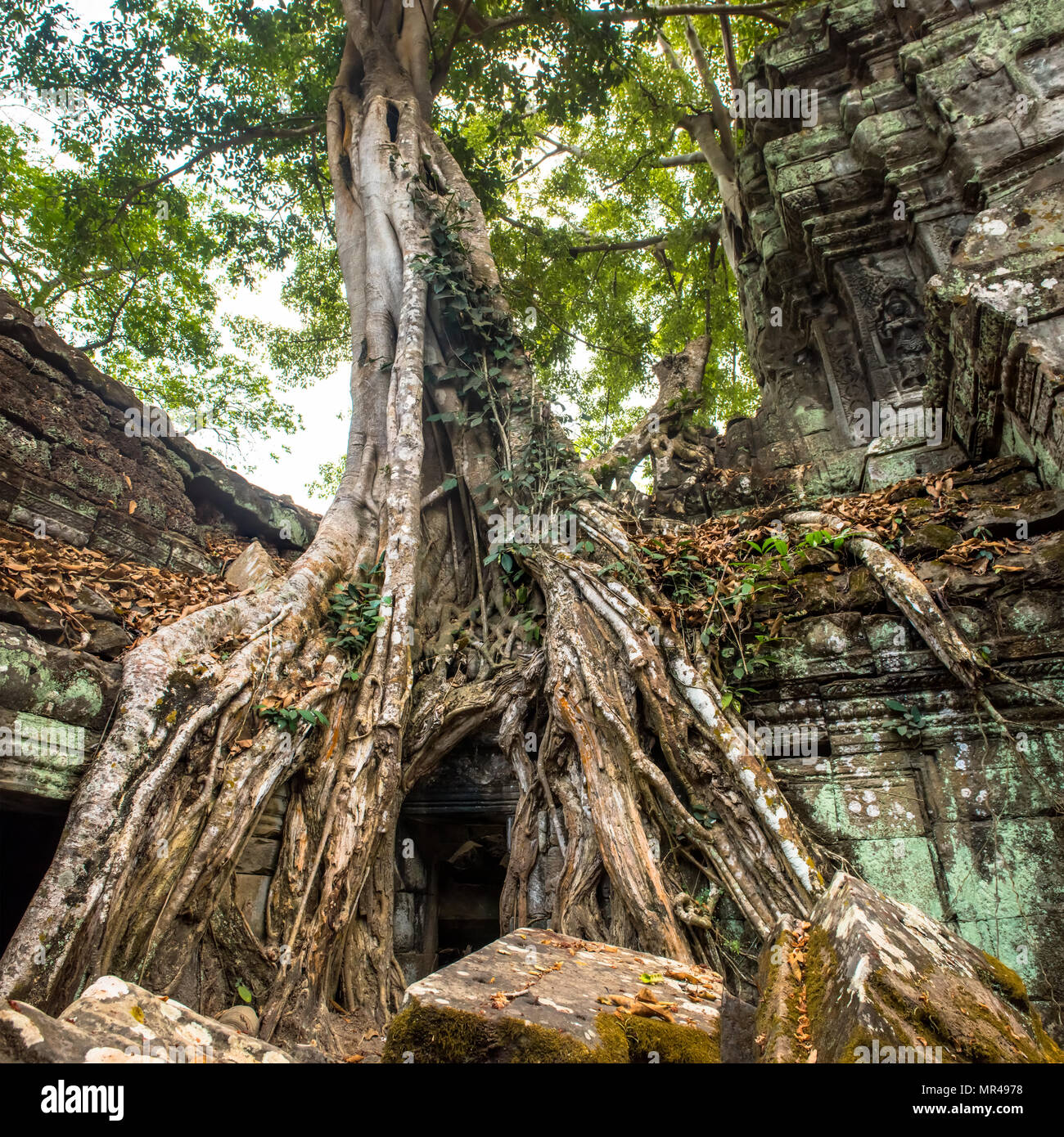Giant Tree Roots High Resolution Stock Photography and Images - Alamy