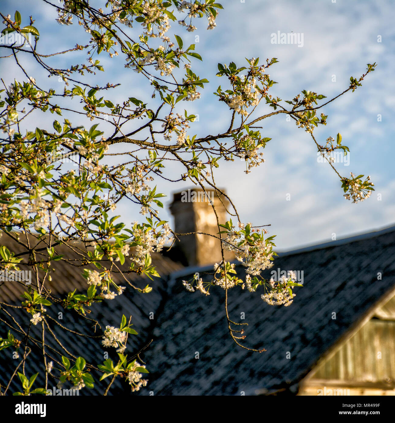 Flowering cherry trees in the village of Ust-Izhora Leningrad region ...