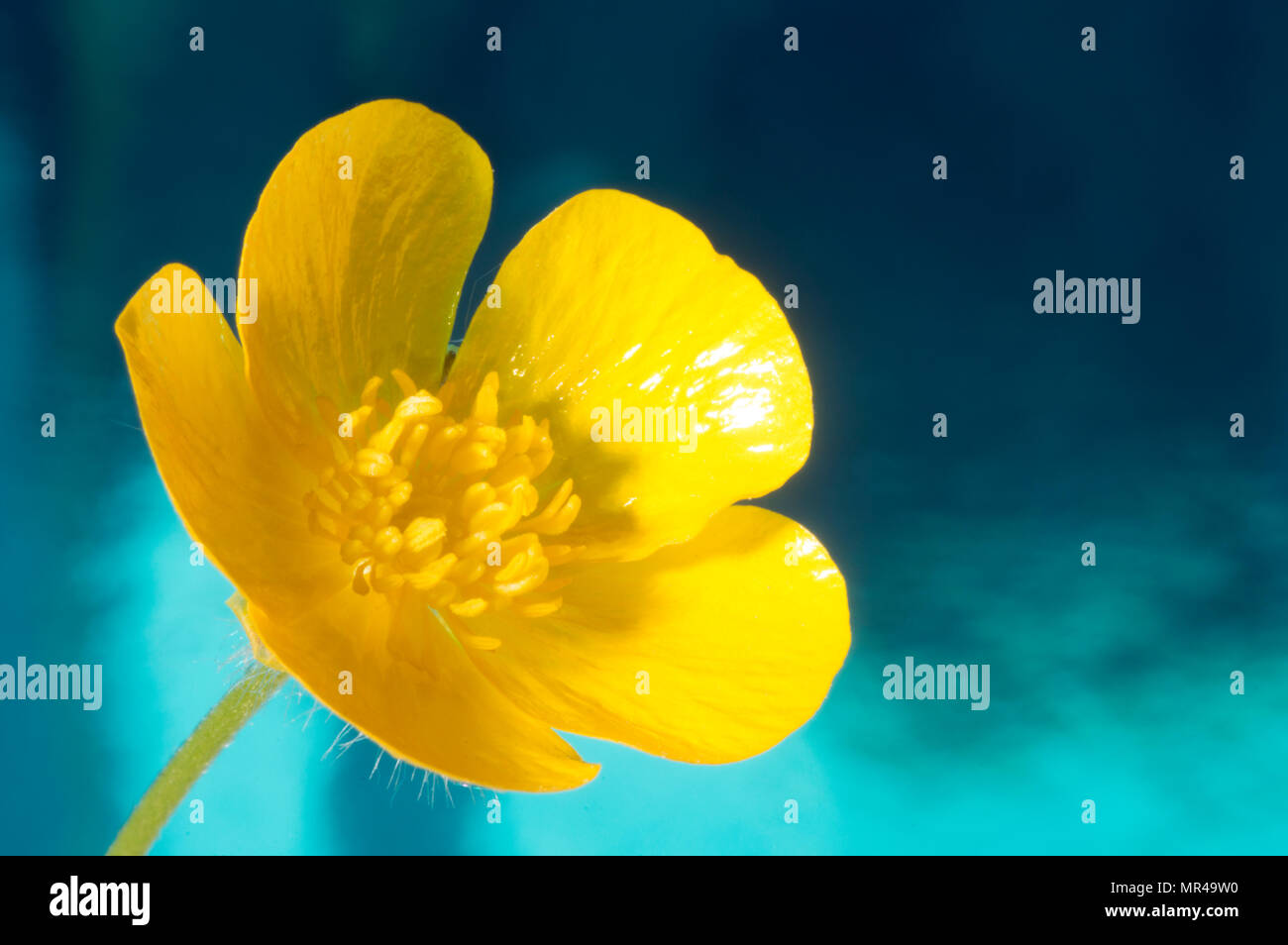 single buttercup flower on blue backdrop Stock Photo - Alamy