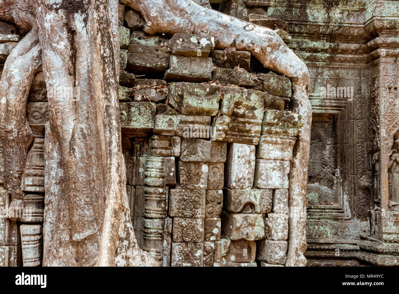Giant tree and roots in temple Ta Prom Angkor wat Cambodia landmark ...