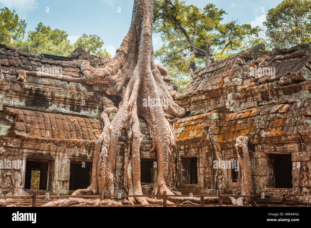 Cambodia jungle tree roots temple hi-res stock photography and images ...