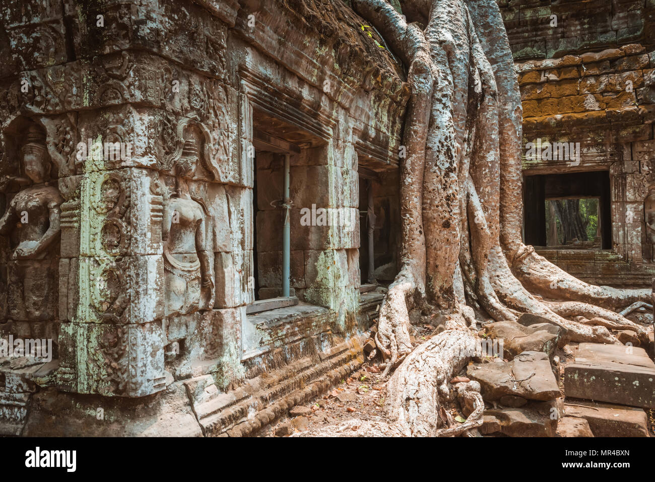 Giant tree and roots in temple Ta Prom Angkor wat Cambodia landmark ...