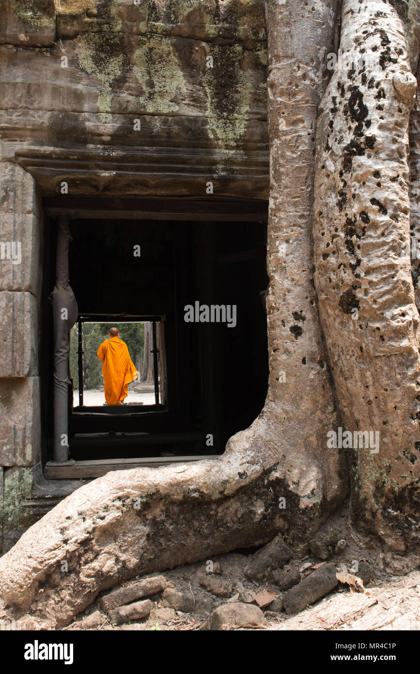 Monk, giant tree and roots in temple Ta Prom Angkor wat Cambodia ...