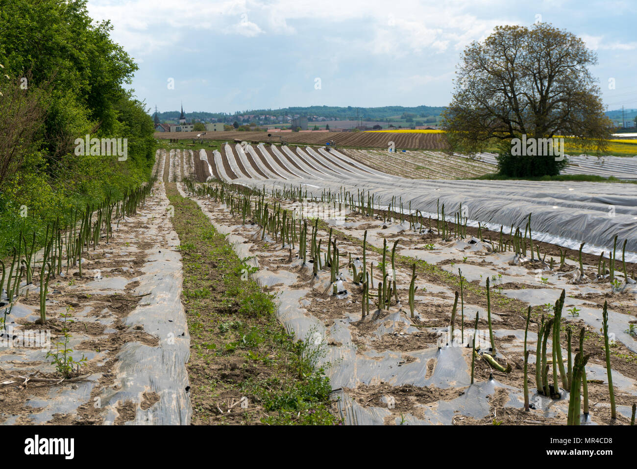 Asparagus fields covered with foil hi-res stock photography and images ...
