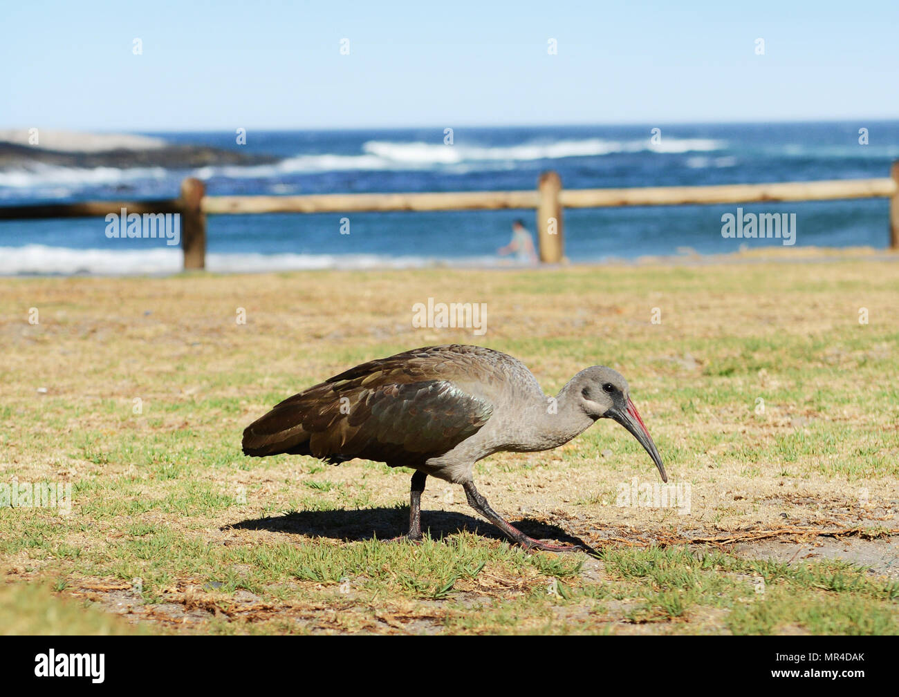 Hadeda ibis hi-res stock photography and images - Alamy