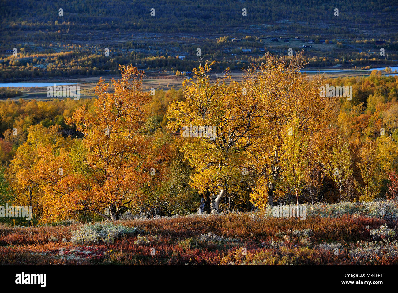 Scandinavian Forest Tundra High Resolution Stock Photography and Images ...