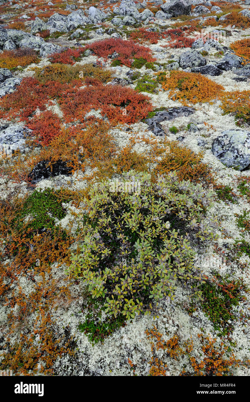 Scandinavian tundra hi-res stock photography and images - Alamy