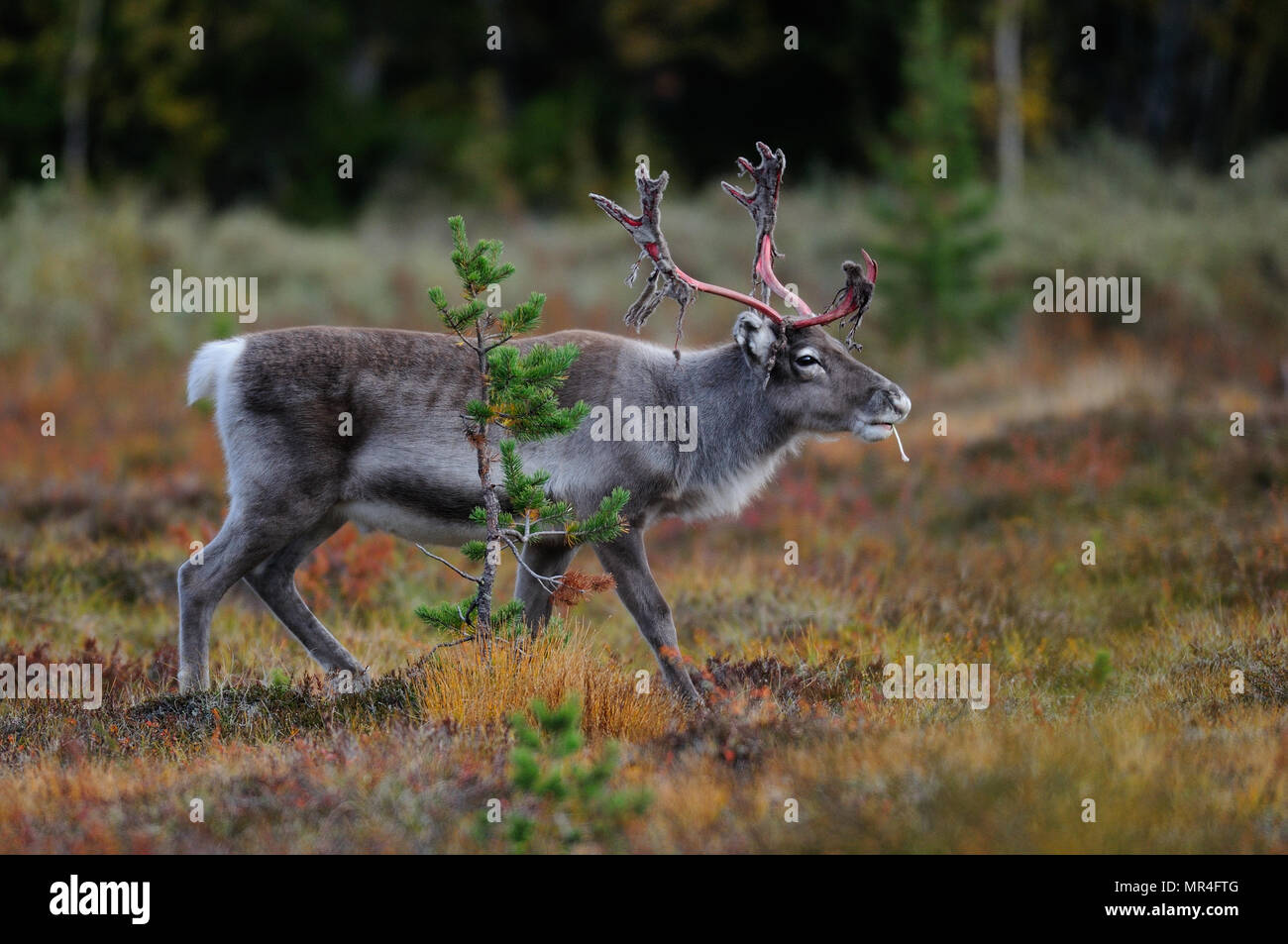 Indian reindeer hi-res stock photography and images - Alamy