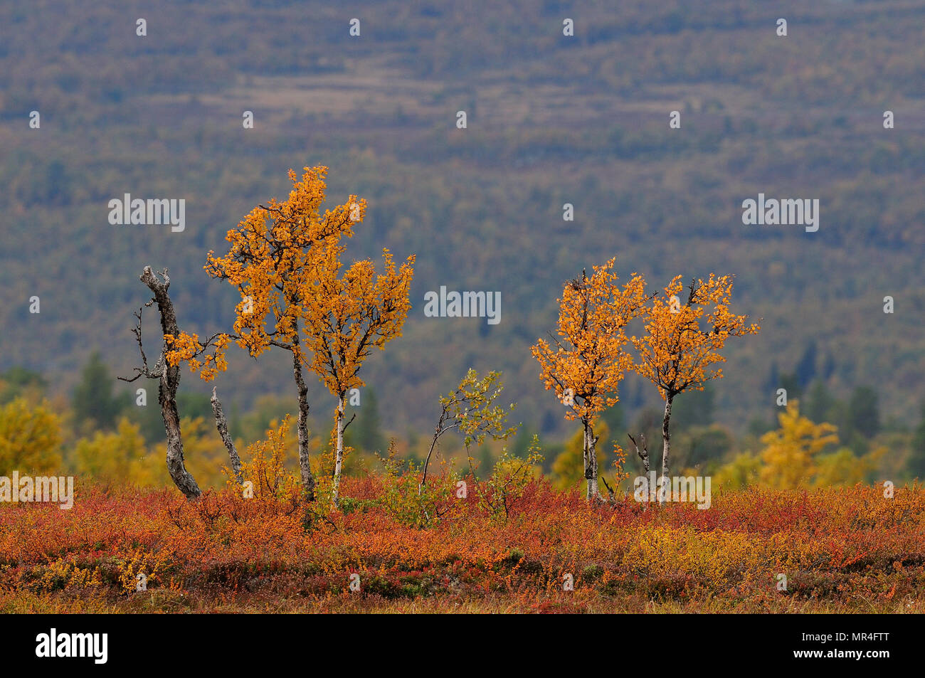 Birch in autumn landscape, dovrefjell, norway, (betula pubescens Stock ...