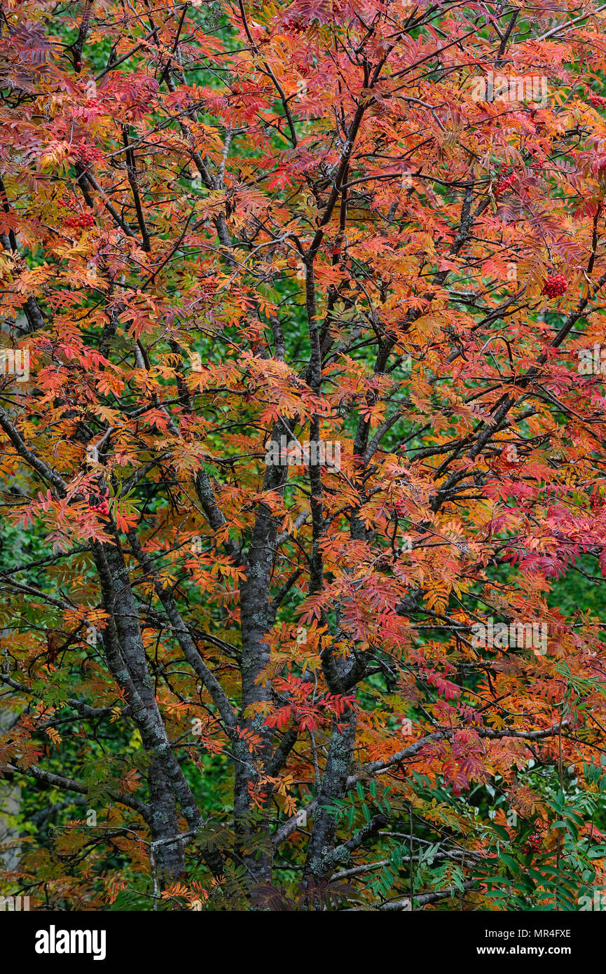 Indian ash tree hi-res stock photography and images - Alamy