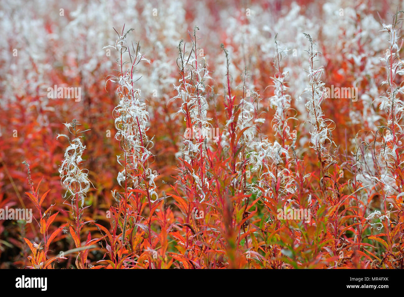 Fireweed Angustifolium Seed Stock Photos & Fireweed Angustifolium Seed ...