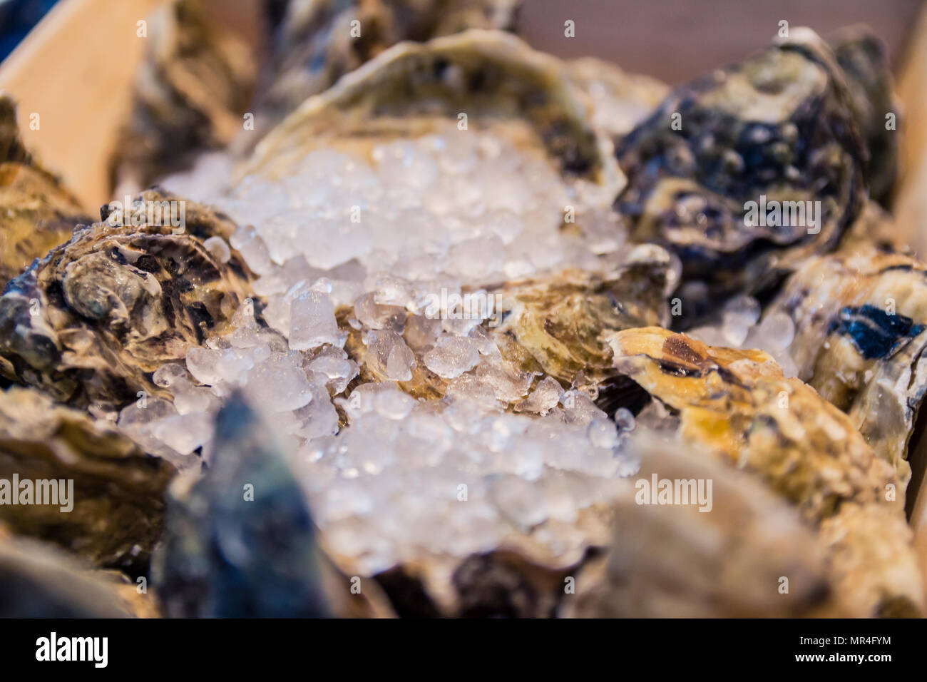 Fresh shell oysters at a fish market stall Stock Photo - Alamy