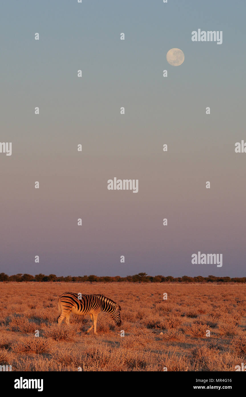 Burchell's zebras with full moon, etosha nationalpark, namibia, (equus ...