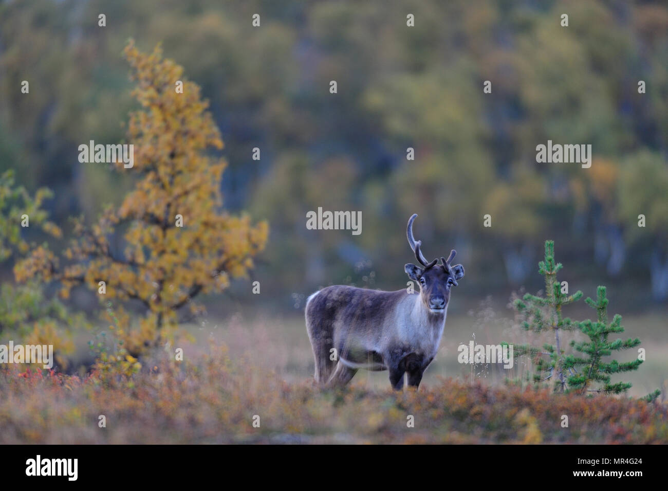 Indian reindeer hi-res stock photography and images - Alamy