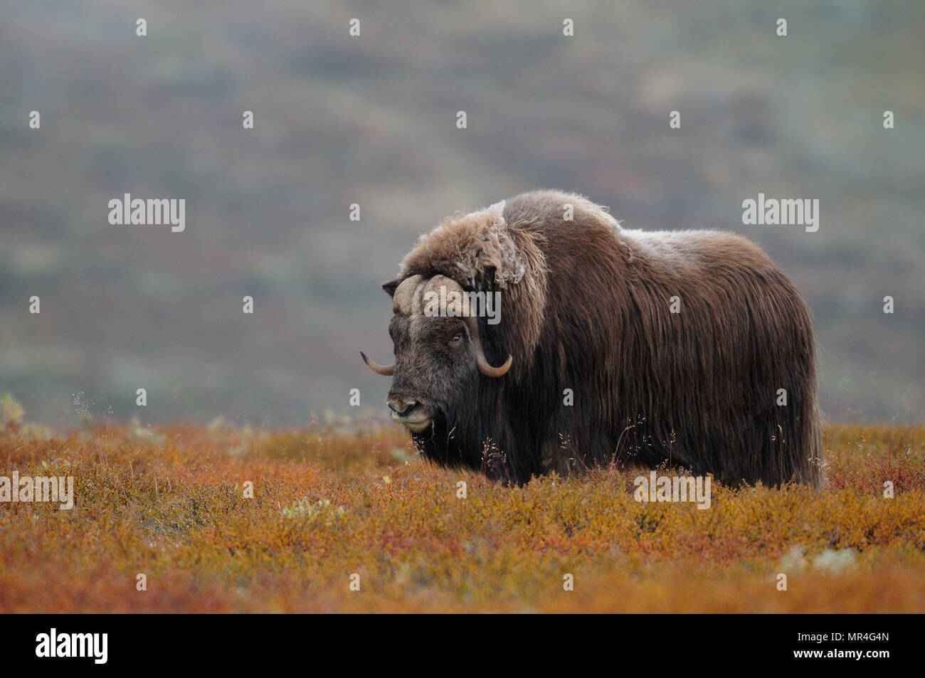 Strong As An Ox High Resolution Stock Photography and Images - Alamy