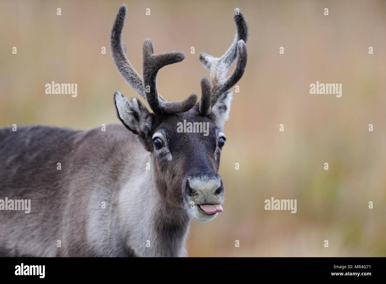 Reindeer head portrait with tongue, flatruet, sweden, (rangifer ...