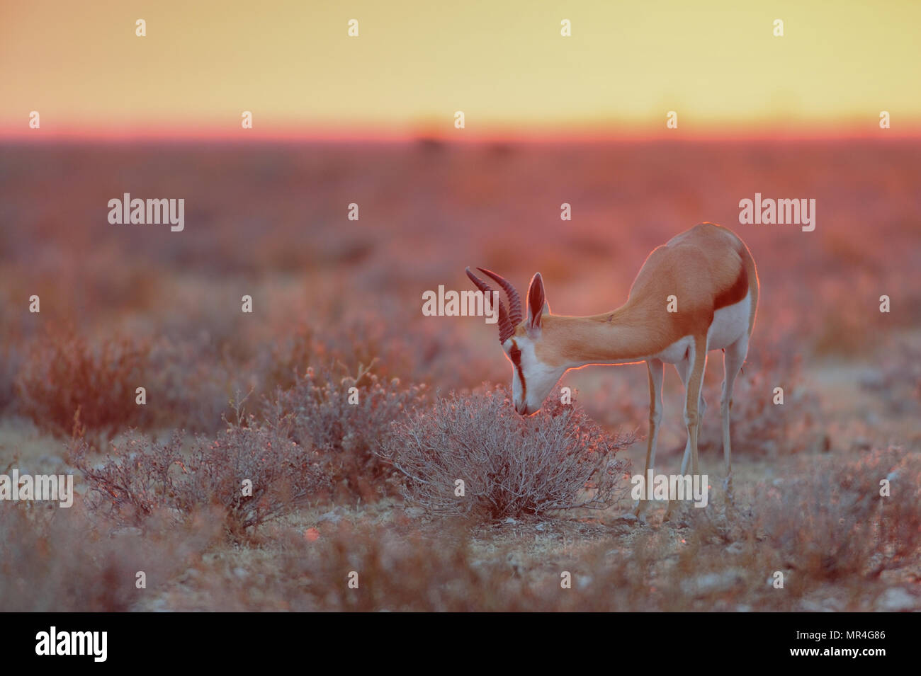 Springbok hunt hi-res stock photography and images - Alamy