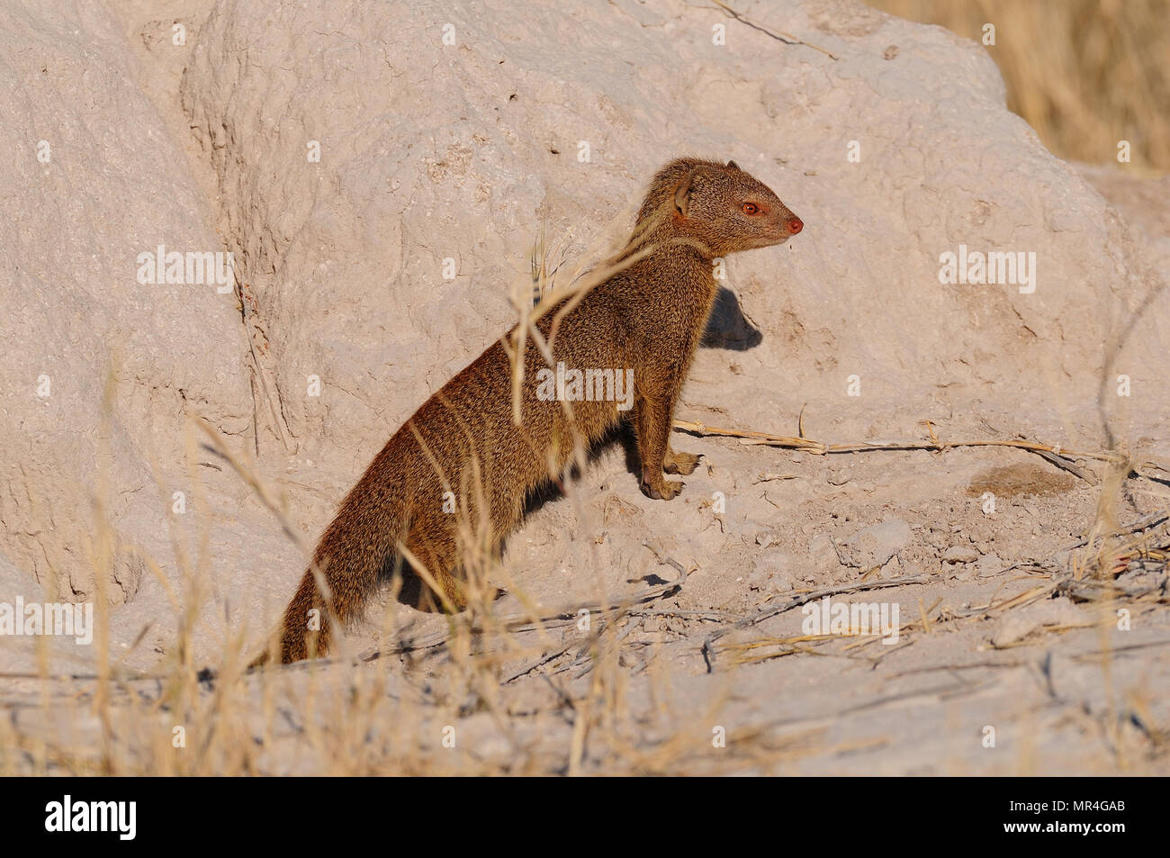 Slender mongoose is looking, etosha nationalpark, namibia, (galerella ...