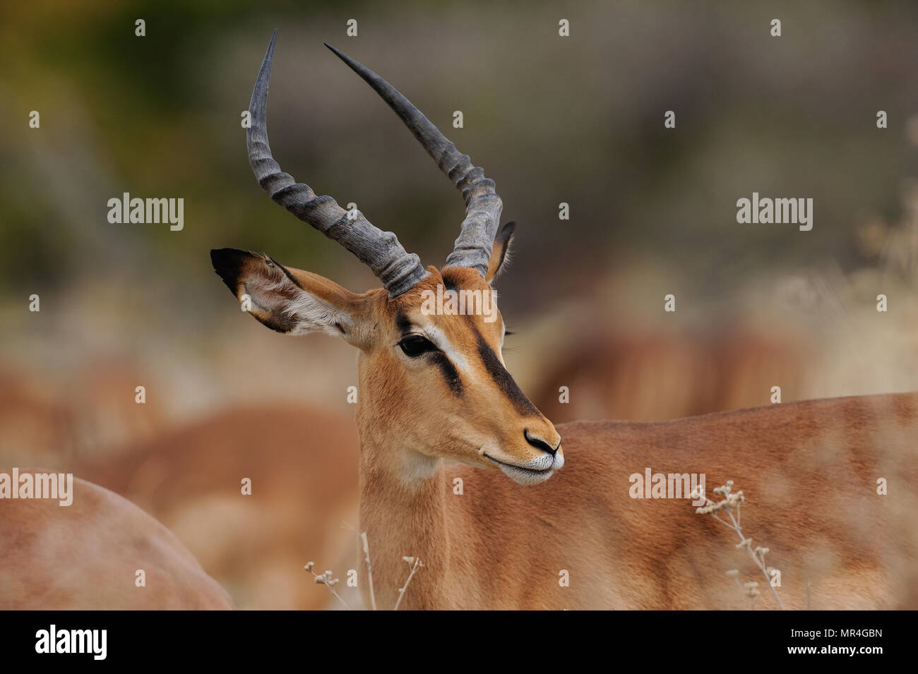 Buck and ear hi-res stock photography and images - Alamy