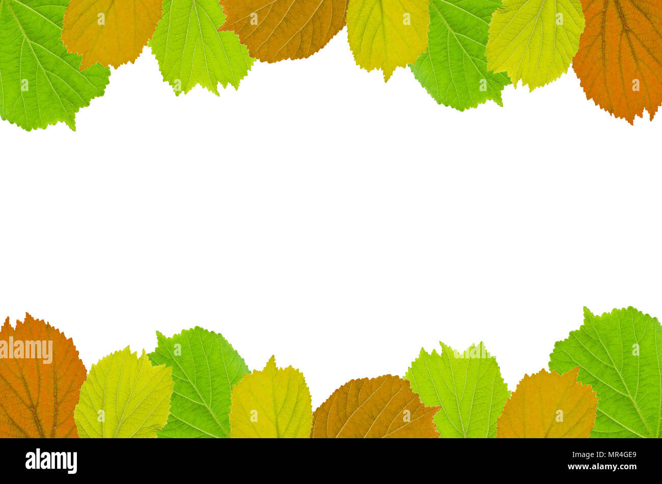 Frame from colorful leaves on white background for isolated, Frame by ...