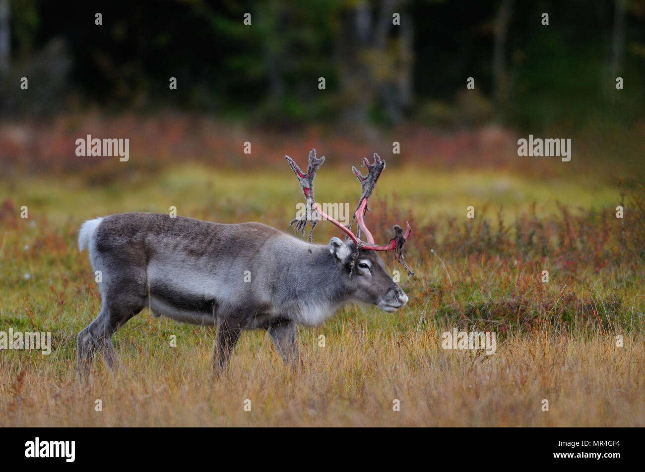 Scandinavian tundra reindeer hi-res stock photography and images - Alamy