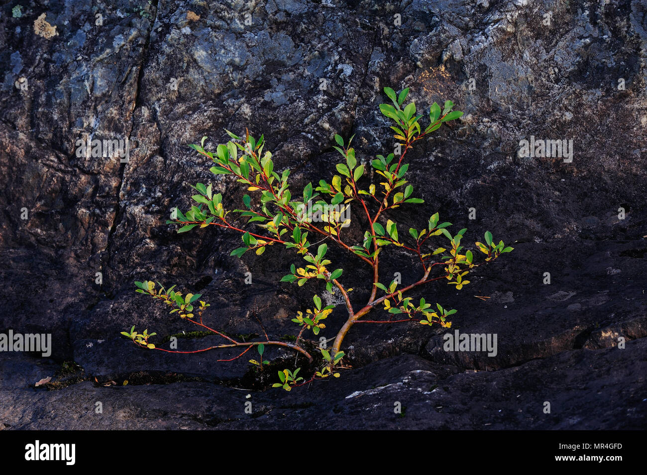 Small willow tree grow on a rock, hylstroemmen, sweden Stock Photo - Alamy