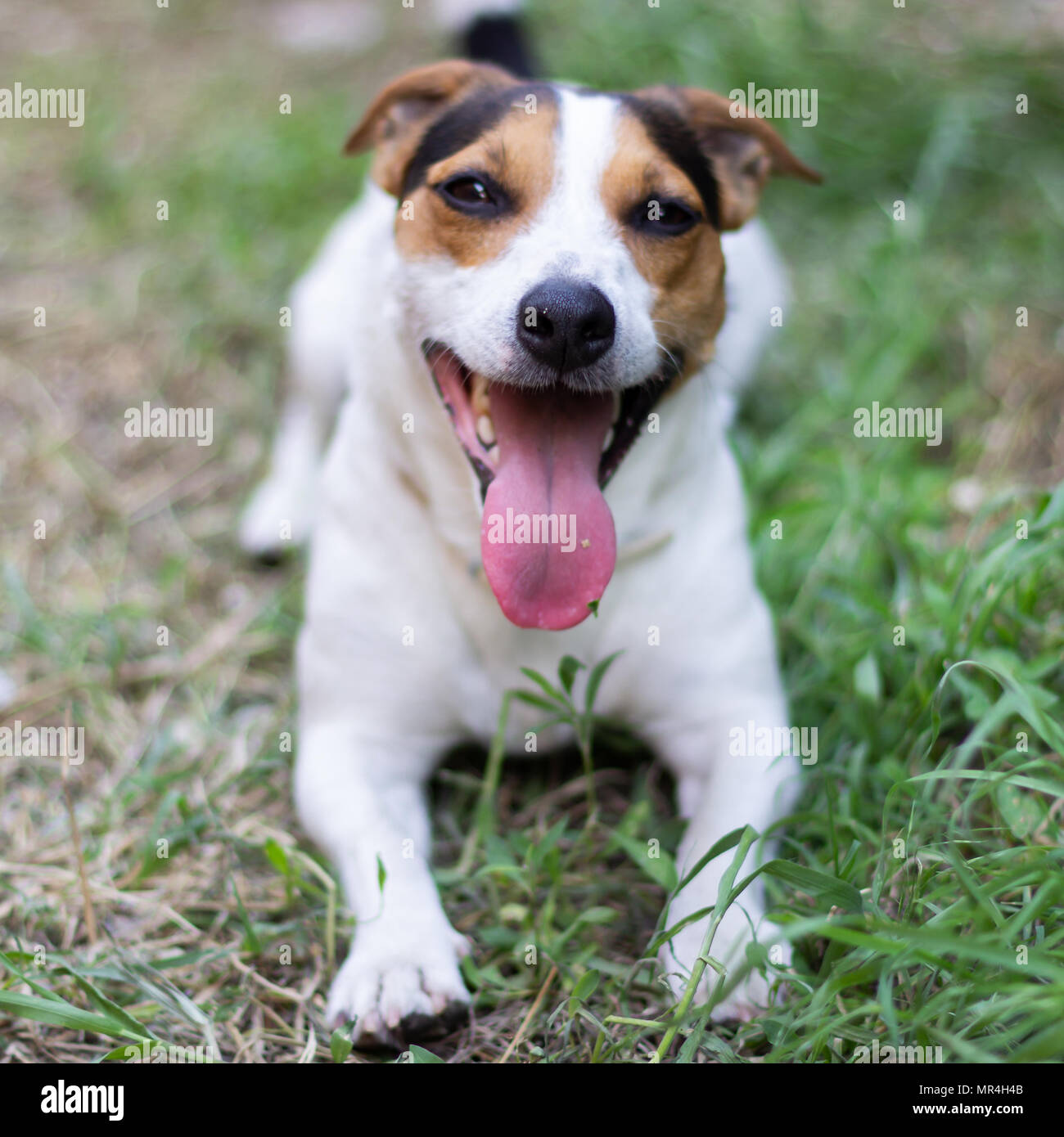 Jack Russell Terrier sitting in the grass with his tongue hanging out ...