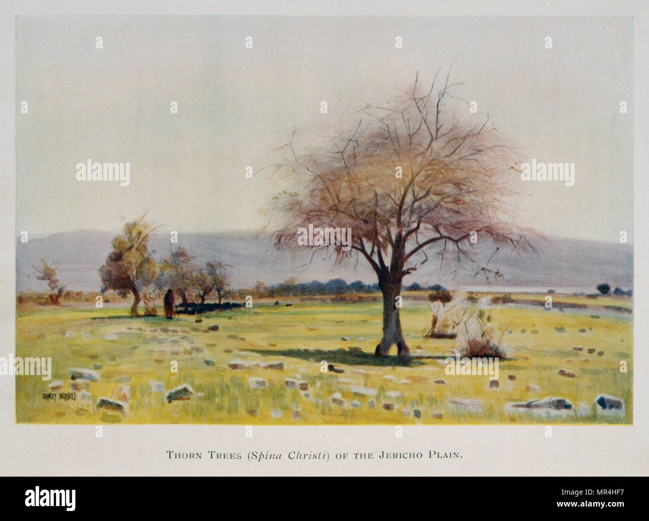 Watercolour by Stanley Inchbold, depicting Trees in the area around ...