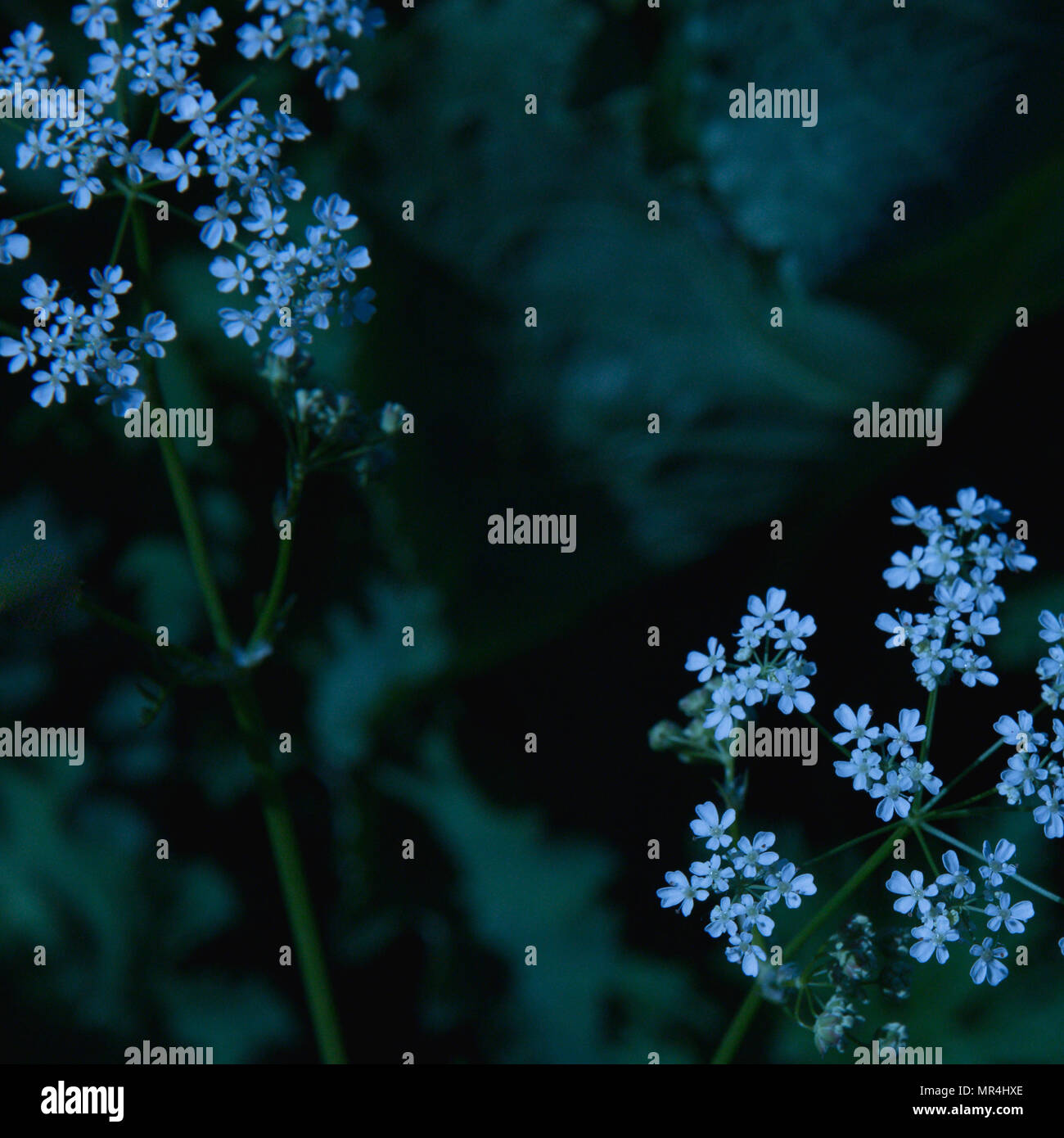 Forget me nots Stock Photo - Alamy