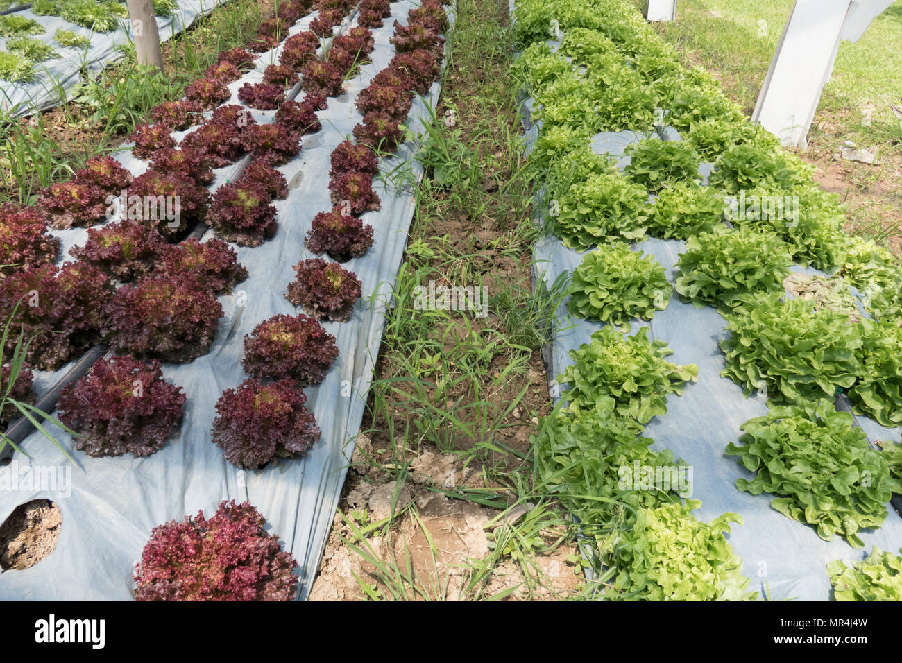 fertile agricultural field for planting organic vegetable crop in farm ...